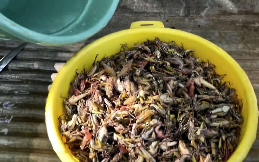 Chapulines Asados - Recetas de La Doña